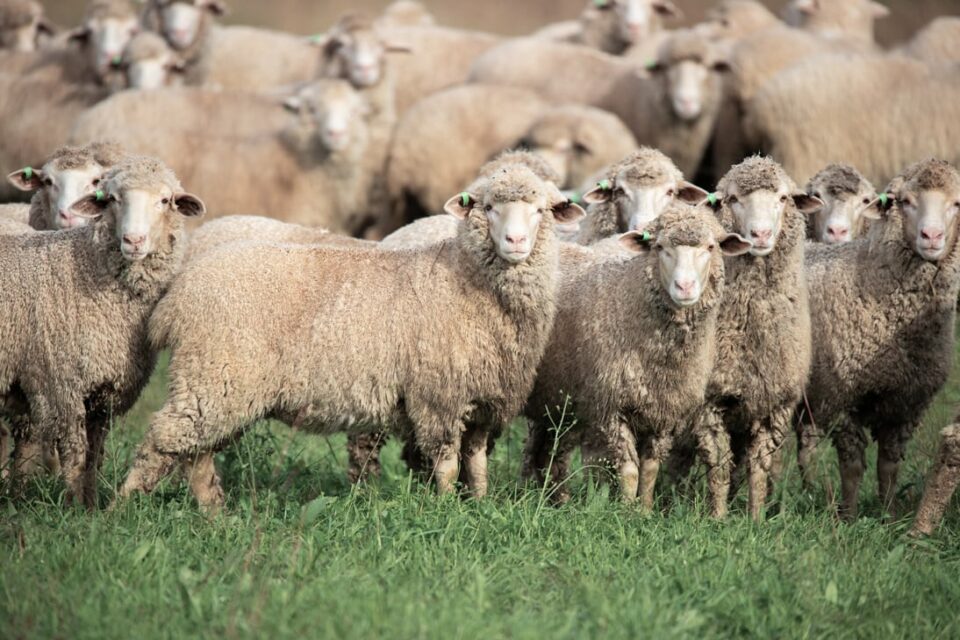 Education – Mumblebone